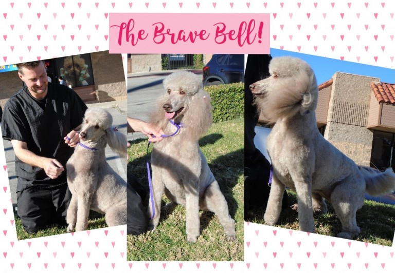 The Brave Bell - Admiration Standard Poodles