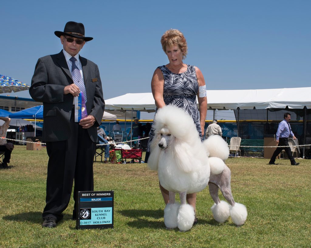 New Champion: Renee finishes! - Admiration Standard Poodles