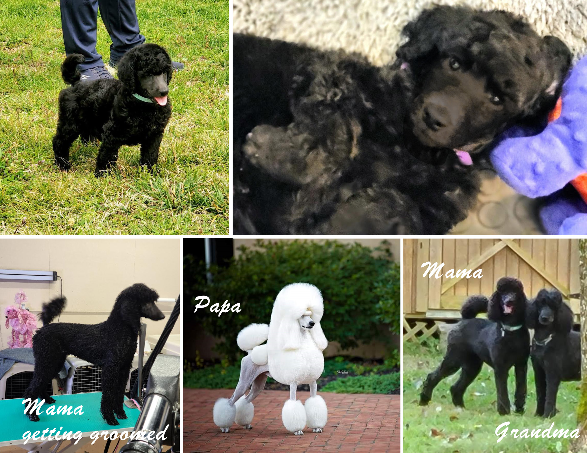 Admiration Standard Poodles - Contact: 714-234-6367 or Rockvale Canine ...